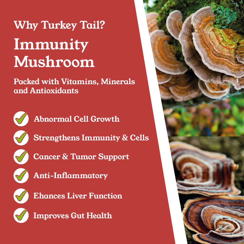 Turkey Tail Mushroom Capsules by Nture – Green Body UK